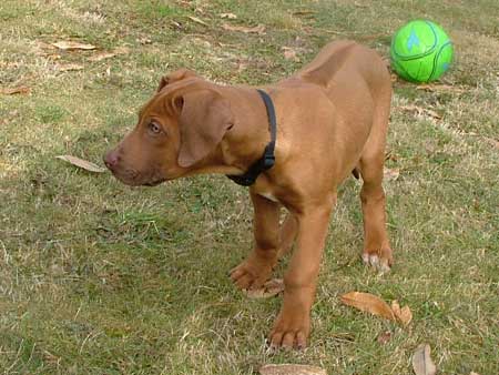 Male Rhodesian Ridgeback Puppies Available Now