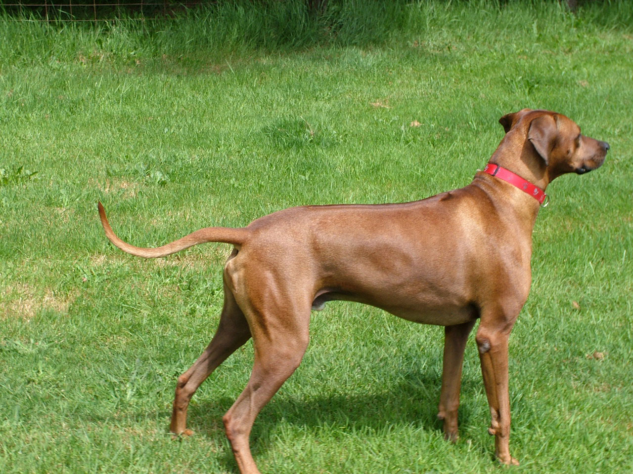 Rhodesian Ridgebacks| Rhodesian Ridgeback Rescue Dogs
