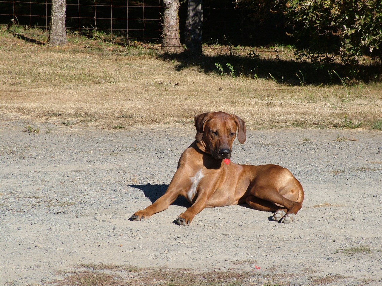 Rhodesian Ridgebacks| Rhodesian Ridgeback Rescue Dogs