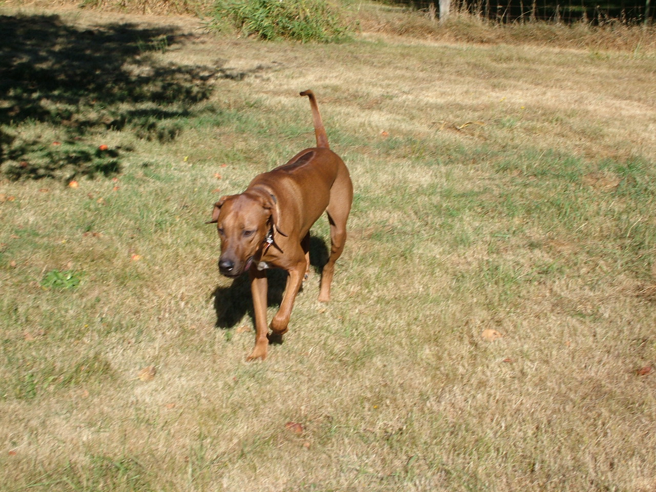 Rhodesian Ridgebacks| Rhodesian Ridgeback Rescue Dogs